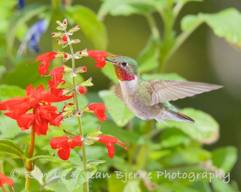 Hummingbirds in Island Park - Henrys Fork Wildlife Alliance