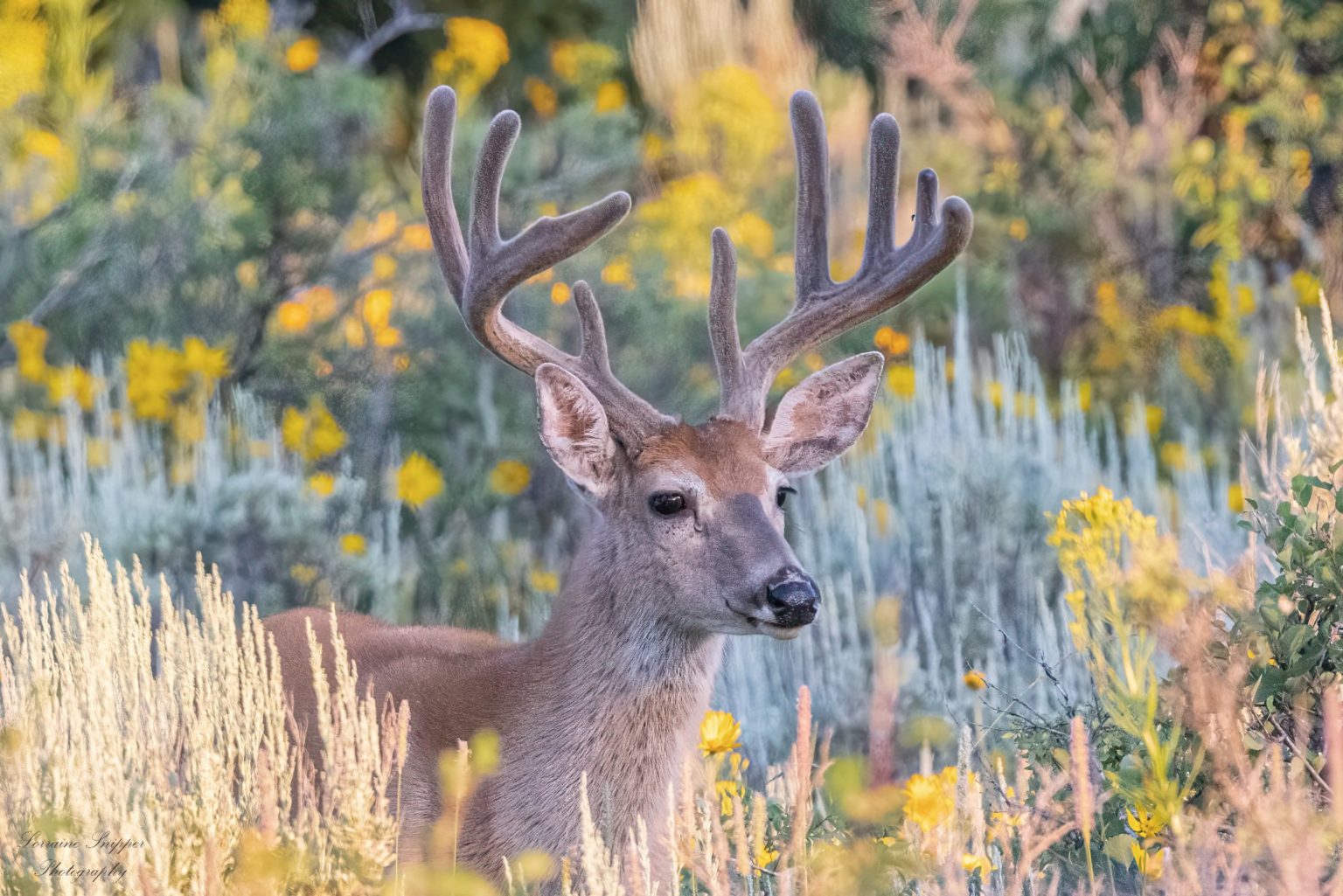 Rise and Shine - Henrys Fork Wildlife Alliance